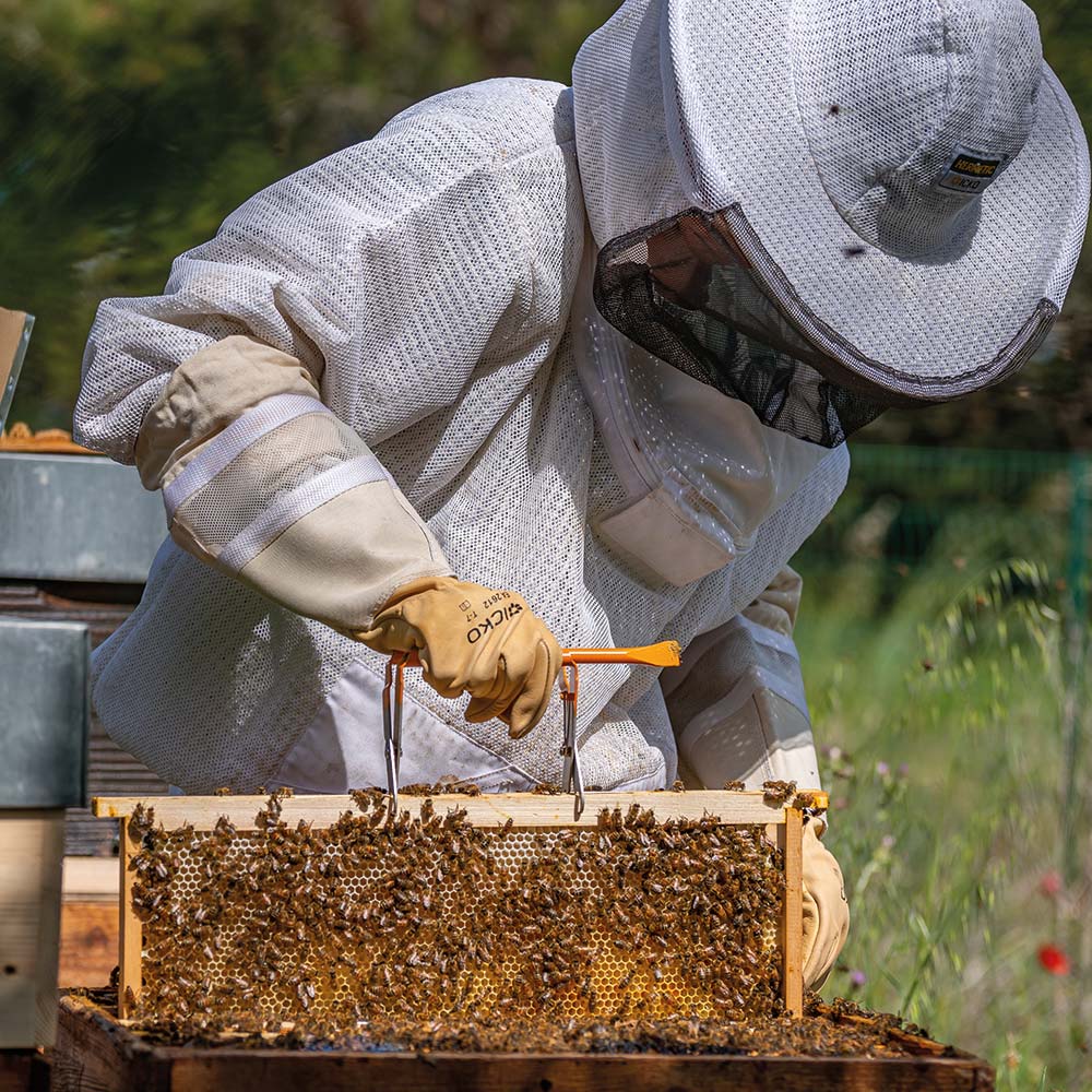 Essaim Frère Adam 2026 – Tours (S25) | ICKO Apiculture