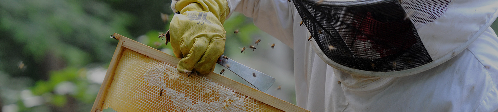 Vente de matériel apiculture, équipement apiculteur - Icko, fournisseur ...