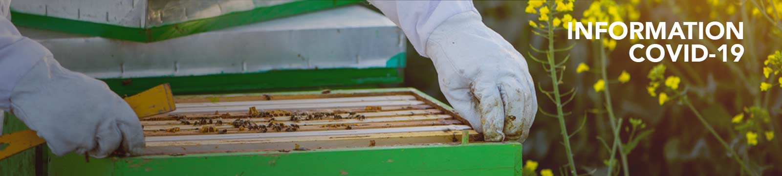 Vente de matériel apiculture, équipement apiculteur - Icko, fournisseur ...